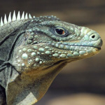 Fear of Reptiles Phobia - Herpetophobia | FEAROF